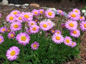 Plants for All Seasons: Your Year-Round Gardening Guide - gardenallabout